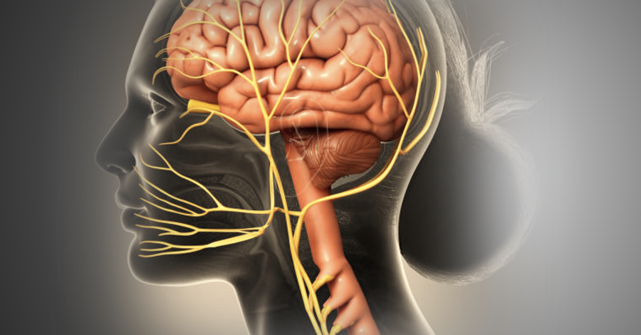 Major pivotal study leads to FDA approval of the Vivistim Paired VNS ...